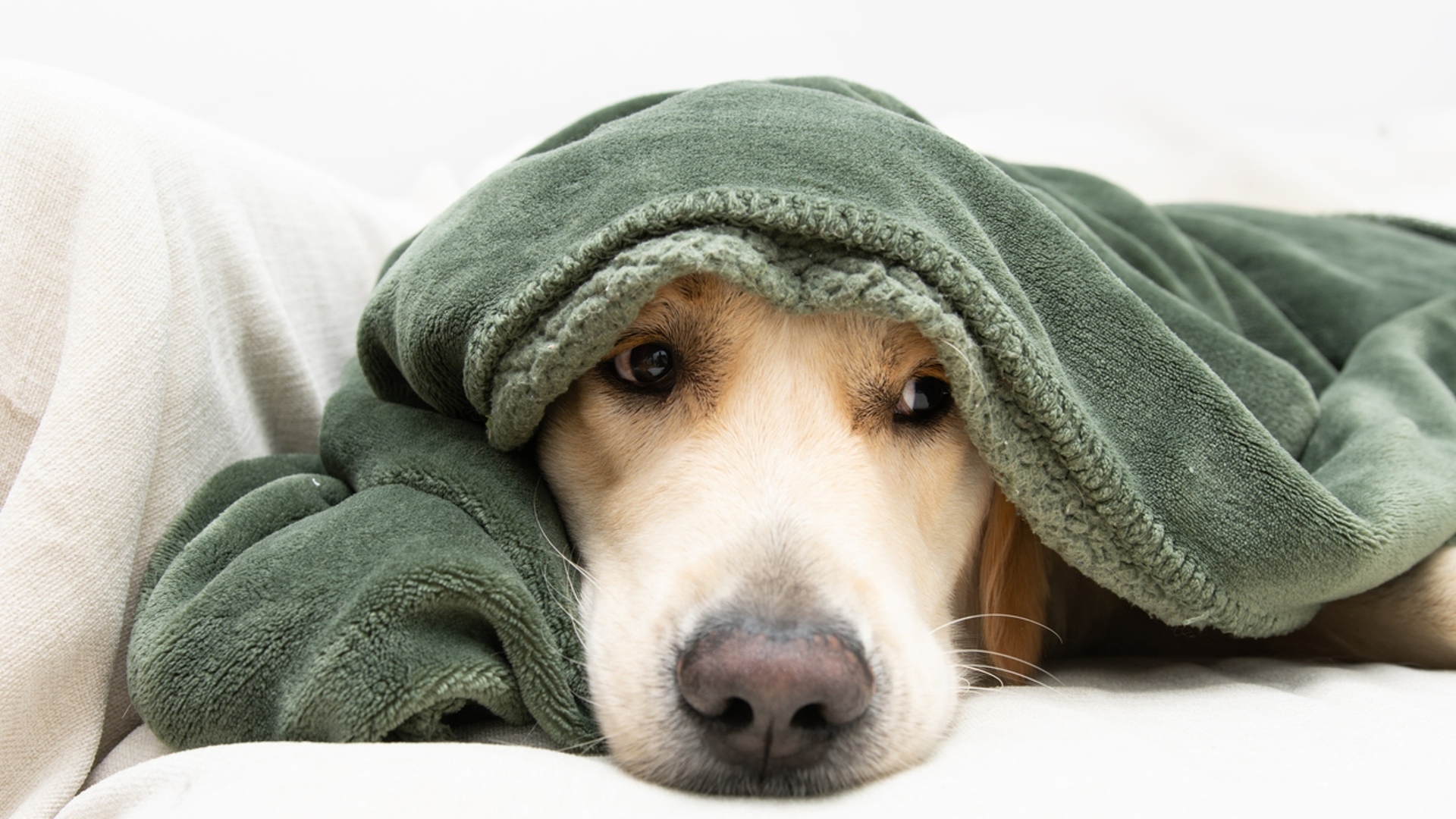 Проучване: Кучетата също гледат телевизия, обичат филми за природата ...