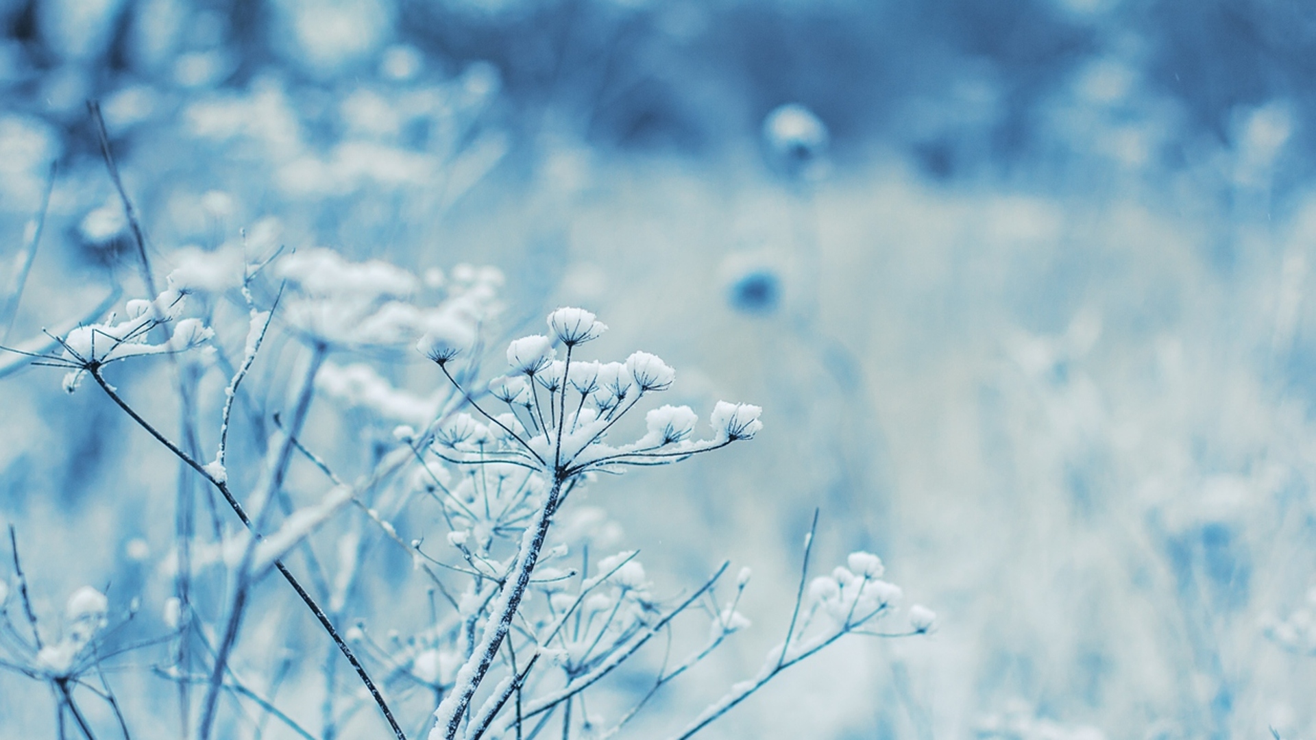 Аварии в Ловешко: Седем населени места са без ток | Actualno.com