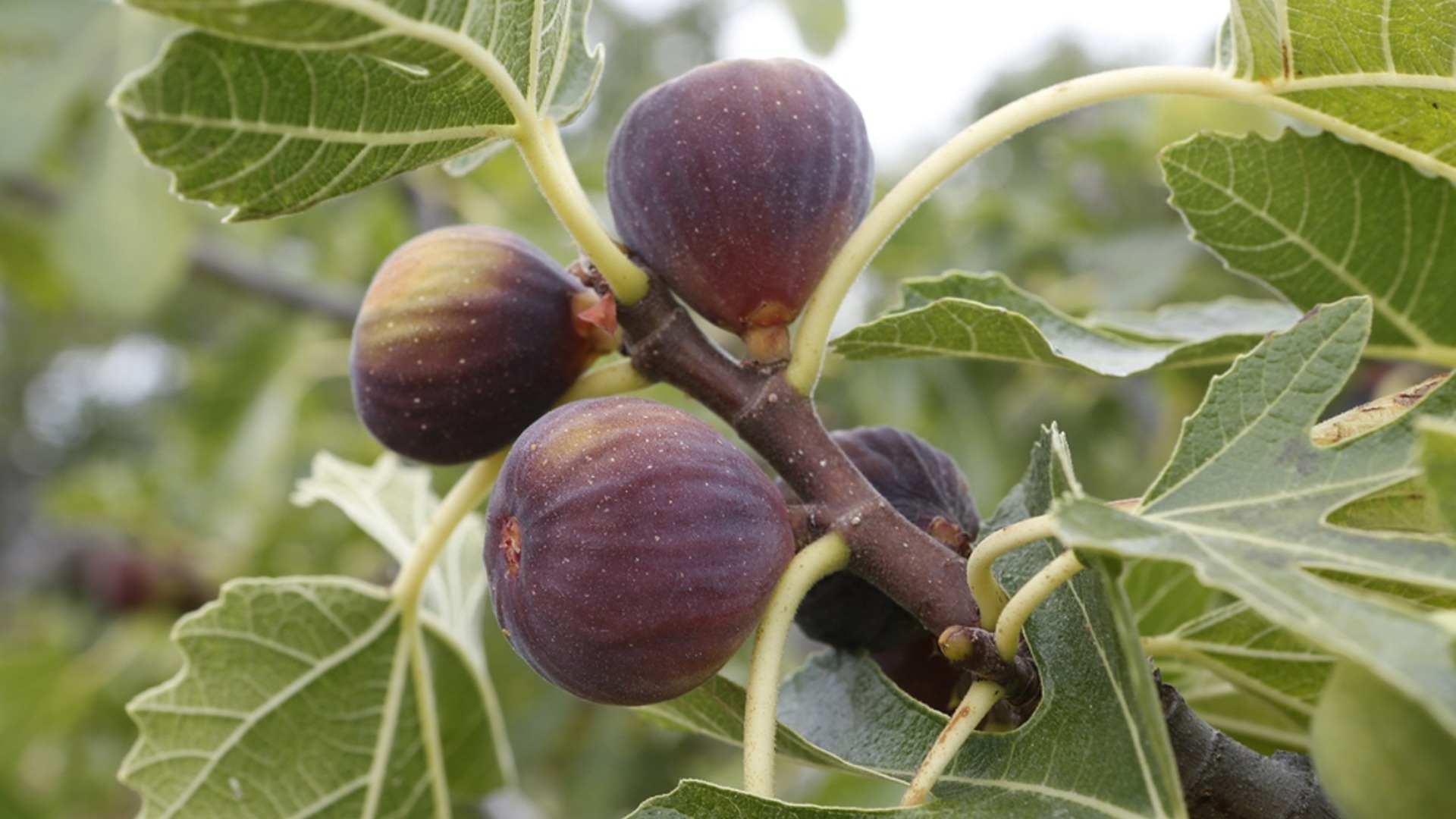 Време е да подрежете смокините: Ето как | Actualno.com