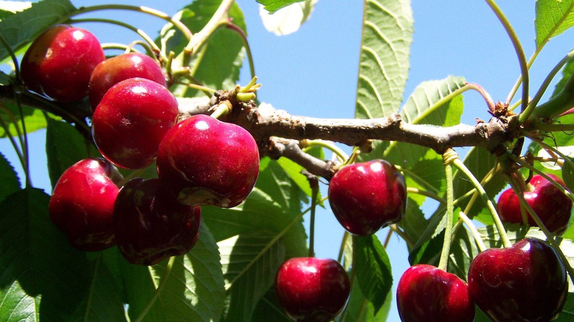 Кои са причините за появата на жълти листа по черешите | Actualno.com