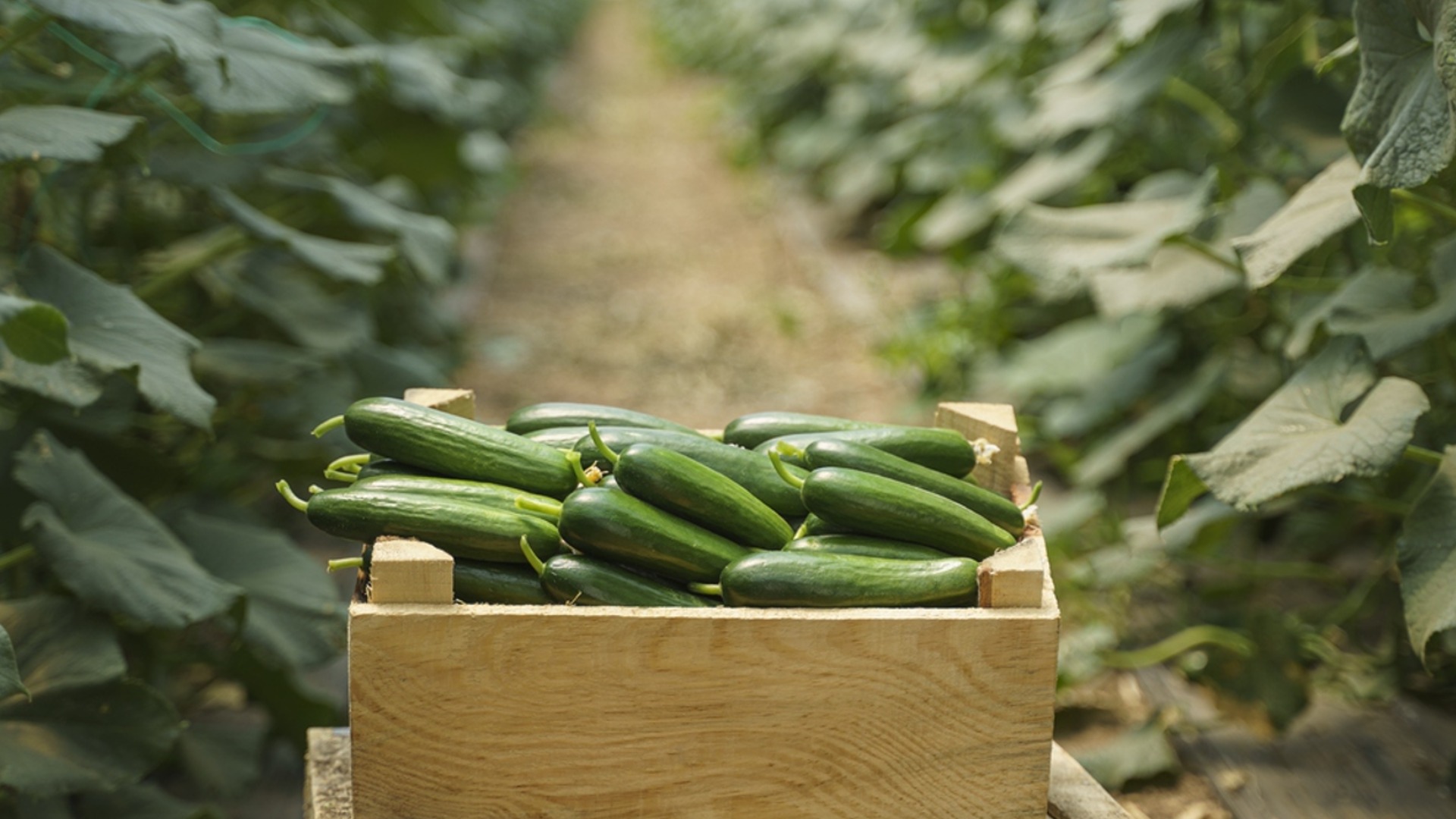 Богата реколта от краставици с помощта на ориз - ето как се прави ...