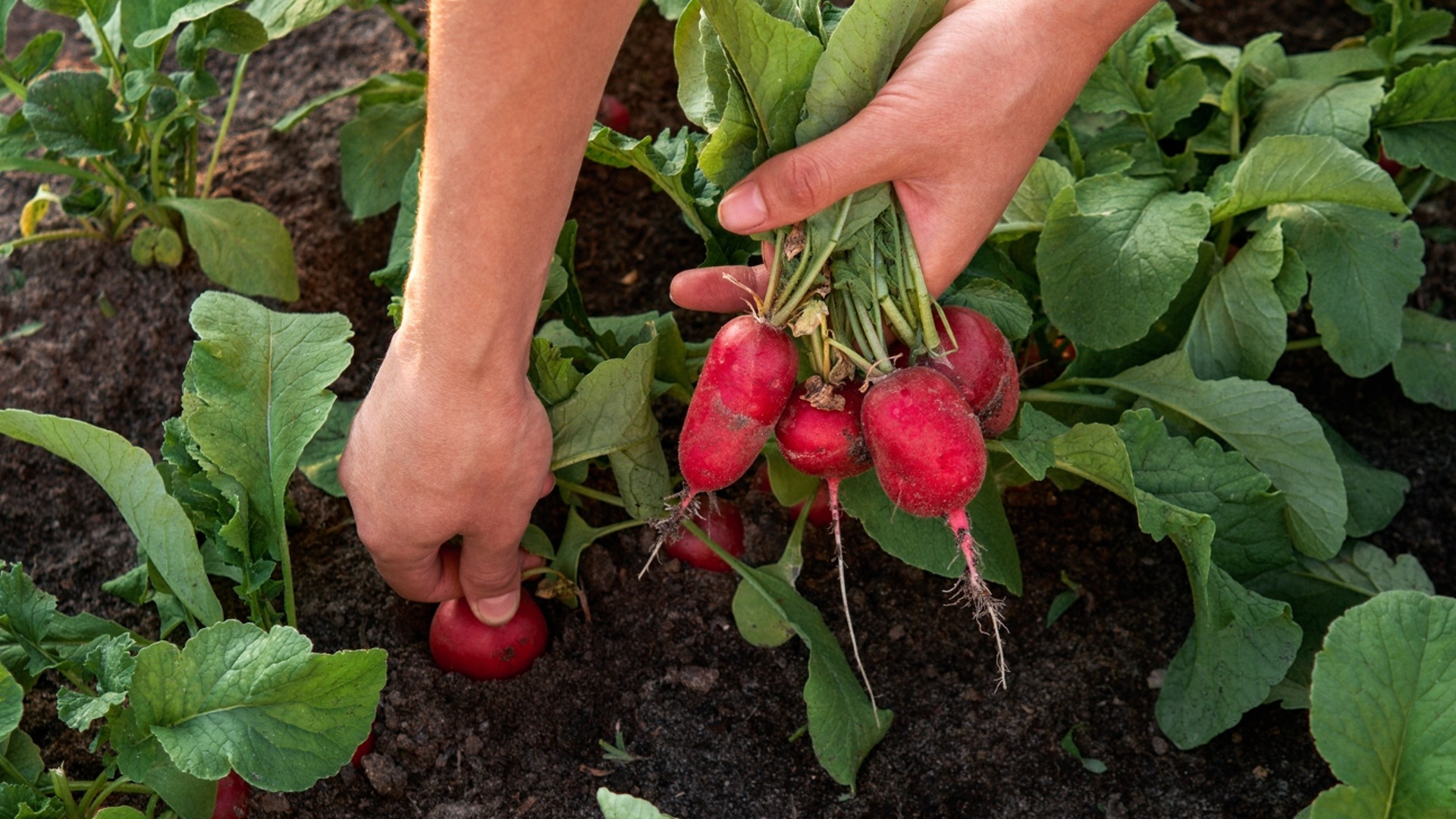 Как да засадите репички преди зимата - тънкостите, които трябва да знае ...