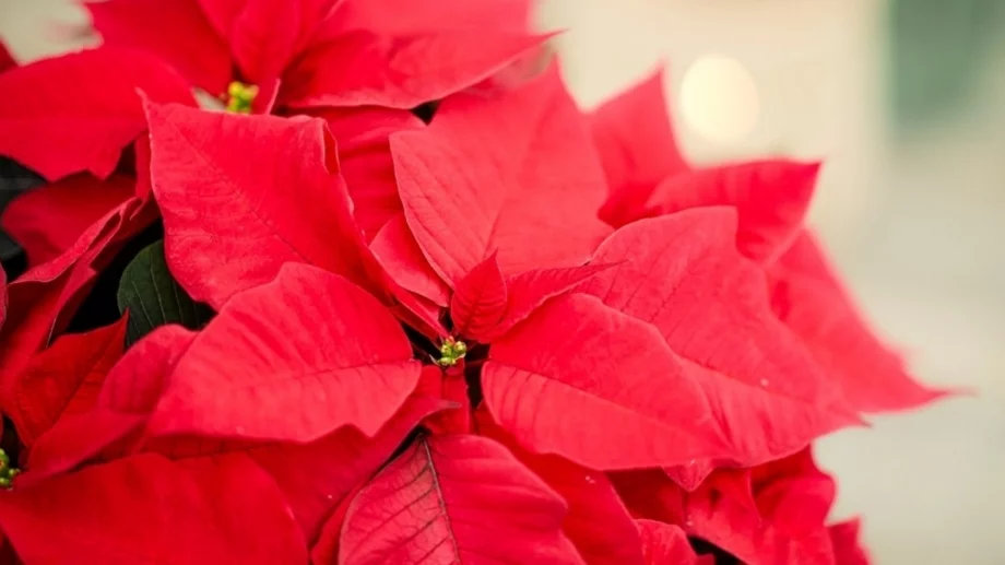 Идеи за лесна украса с коледна звезда у дома