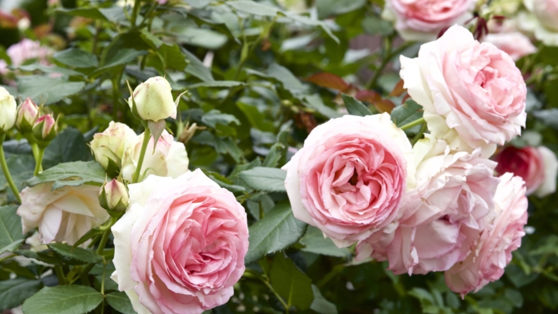 Как да предпазите розите от черни петна? | Actualno.com