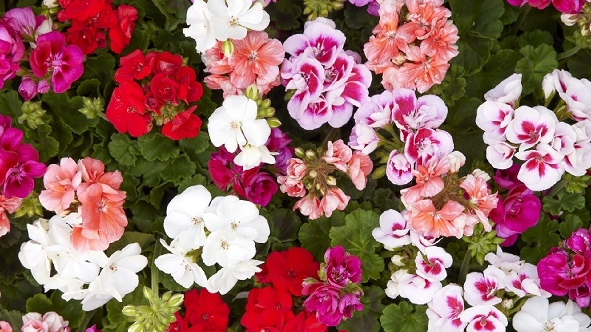 Излейте това в саксията на мушкатото и цветето ще се преобрази | Actualno.com