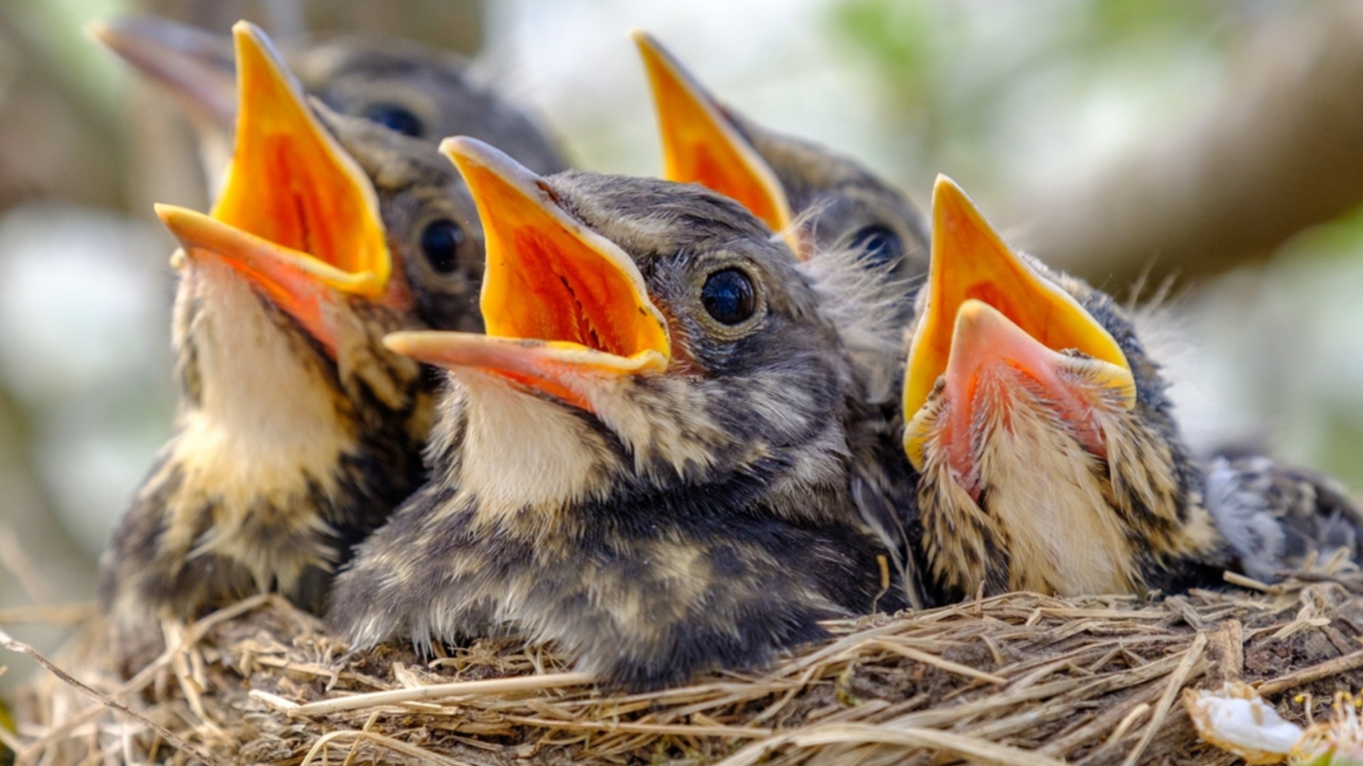 Десетки мъртви птици откриха на плаж в Албания | Actualno.com
