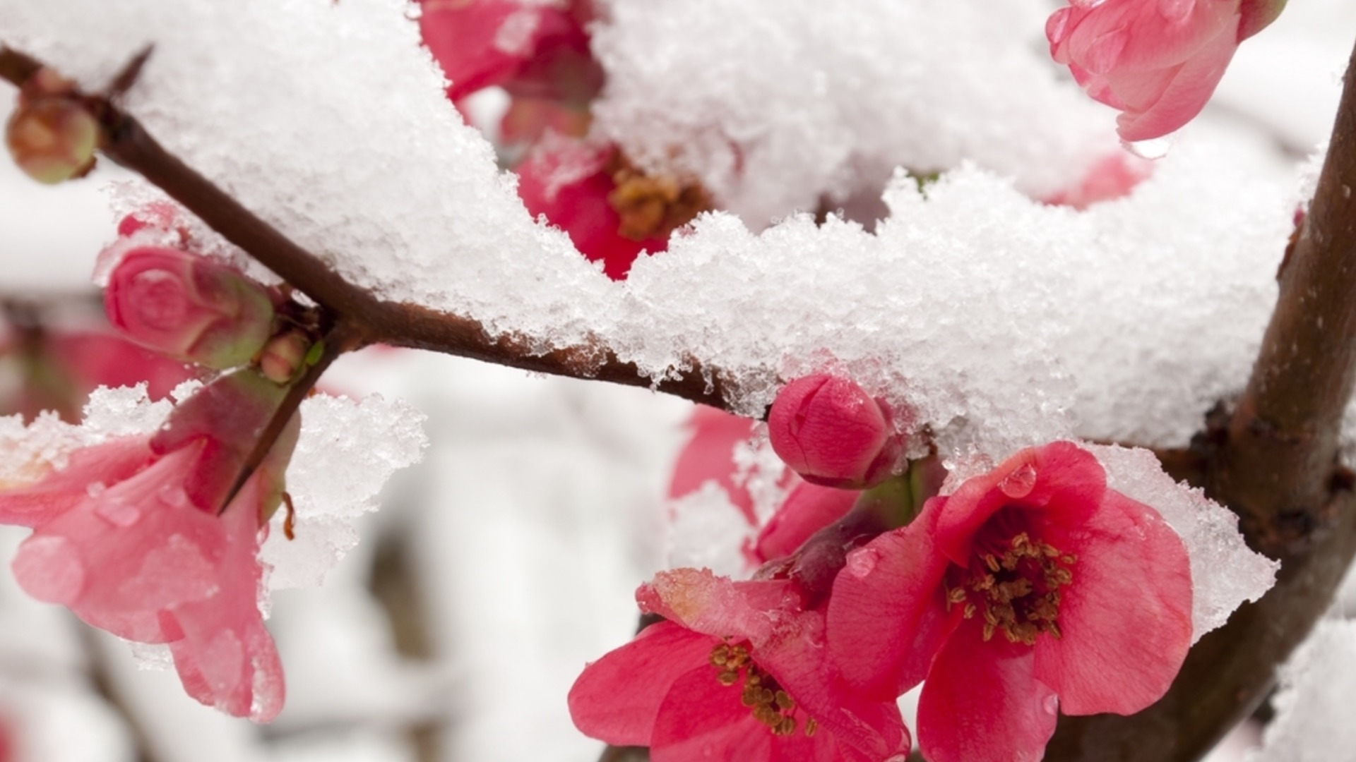 В кой ден си тръгва студът? Времето утре - 9 април 2025 г. | Actualno.com