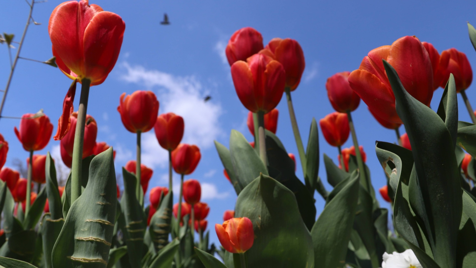 Какво да правим с лалетата след цъфтежа? | Actualno.com