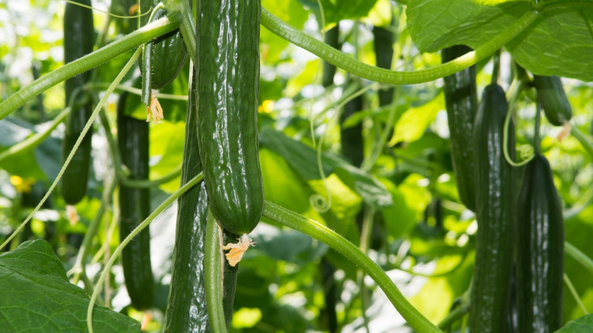 Как борната киселина помага за богата реколта от краставици проста но ефективна рецепта