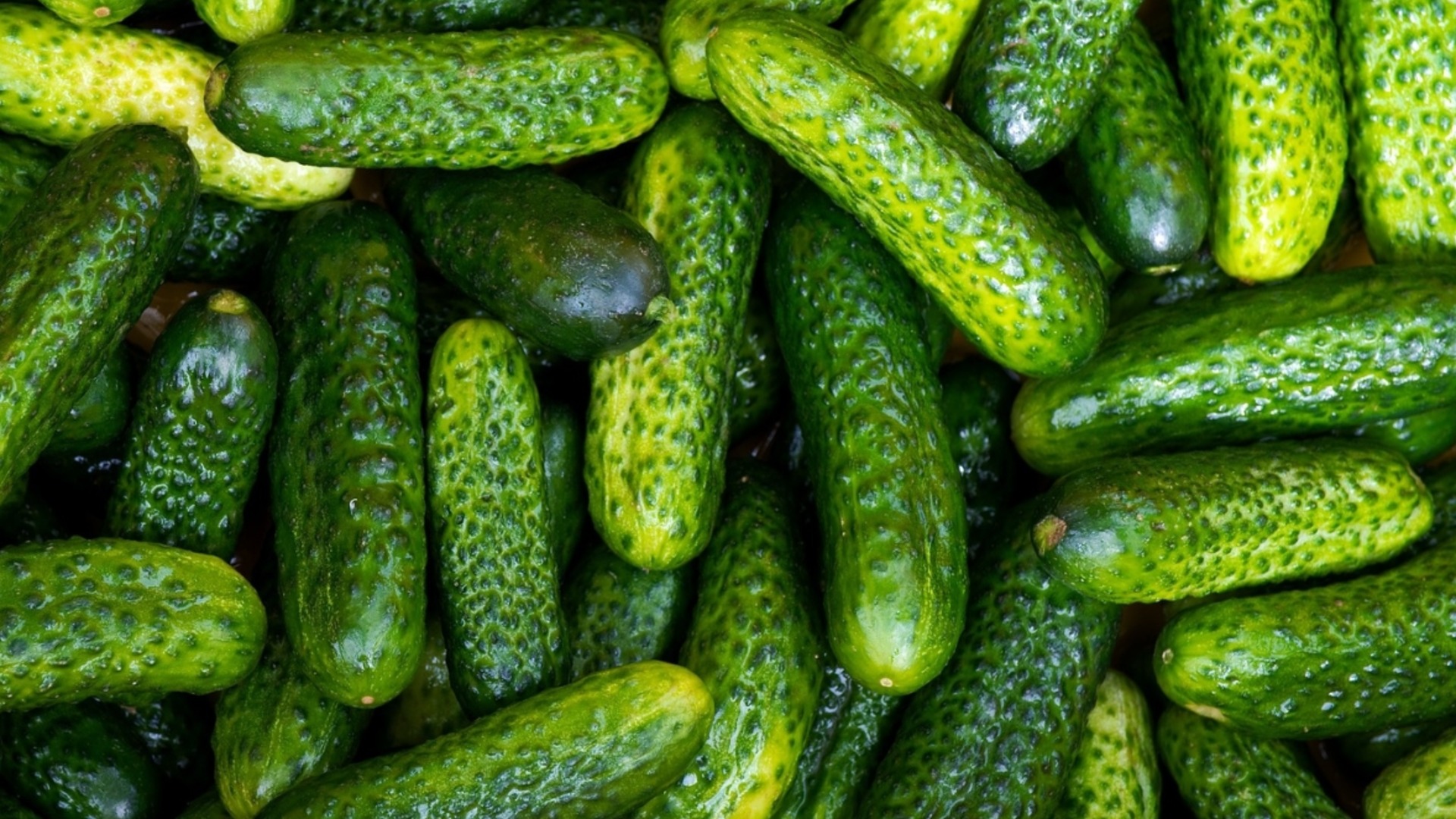 Торене на краставиците с дървесна пепел – най-важните препоръки ...