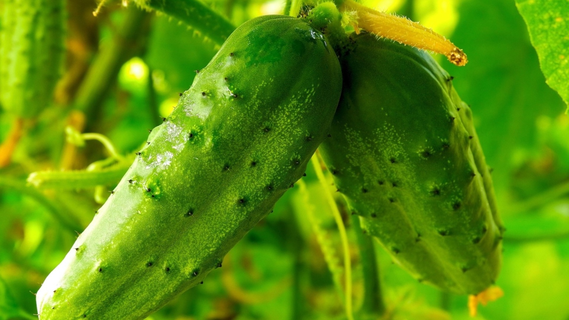 Краставиците цъфтят, но нямат плодове - направете това и ще решите ...