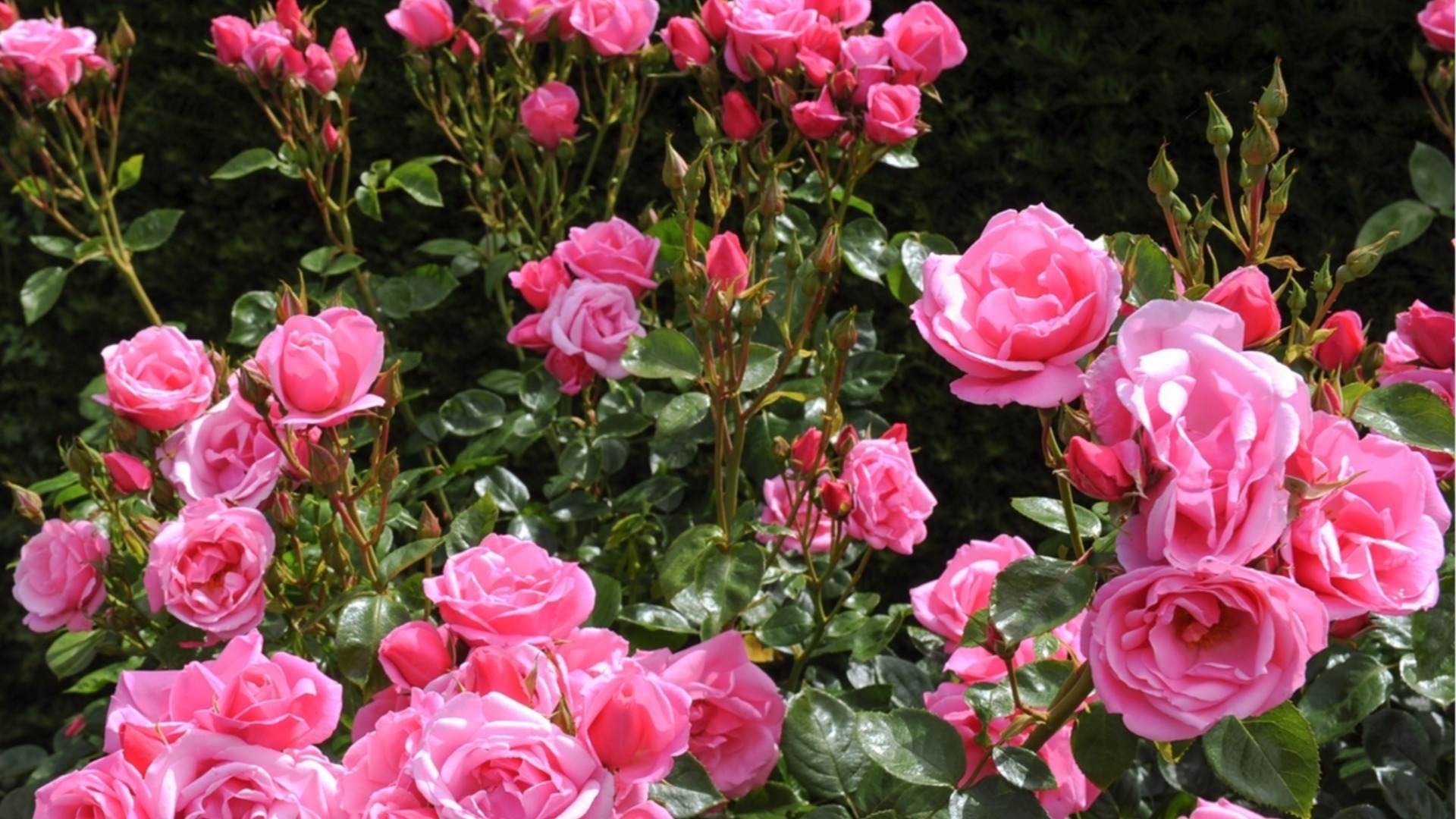 Най-добрият мулч за рози: Ще растат като луди | Actualno.com