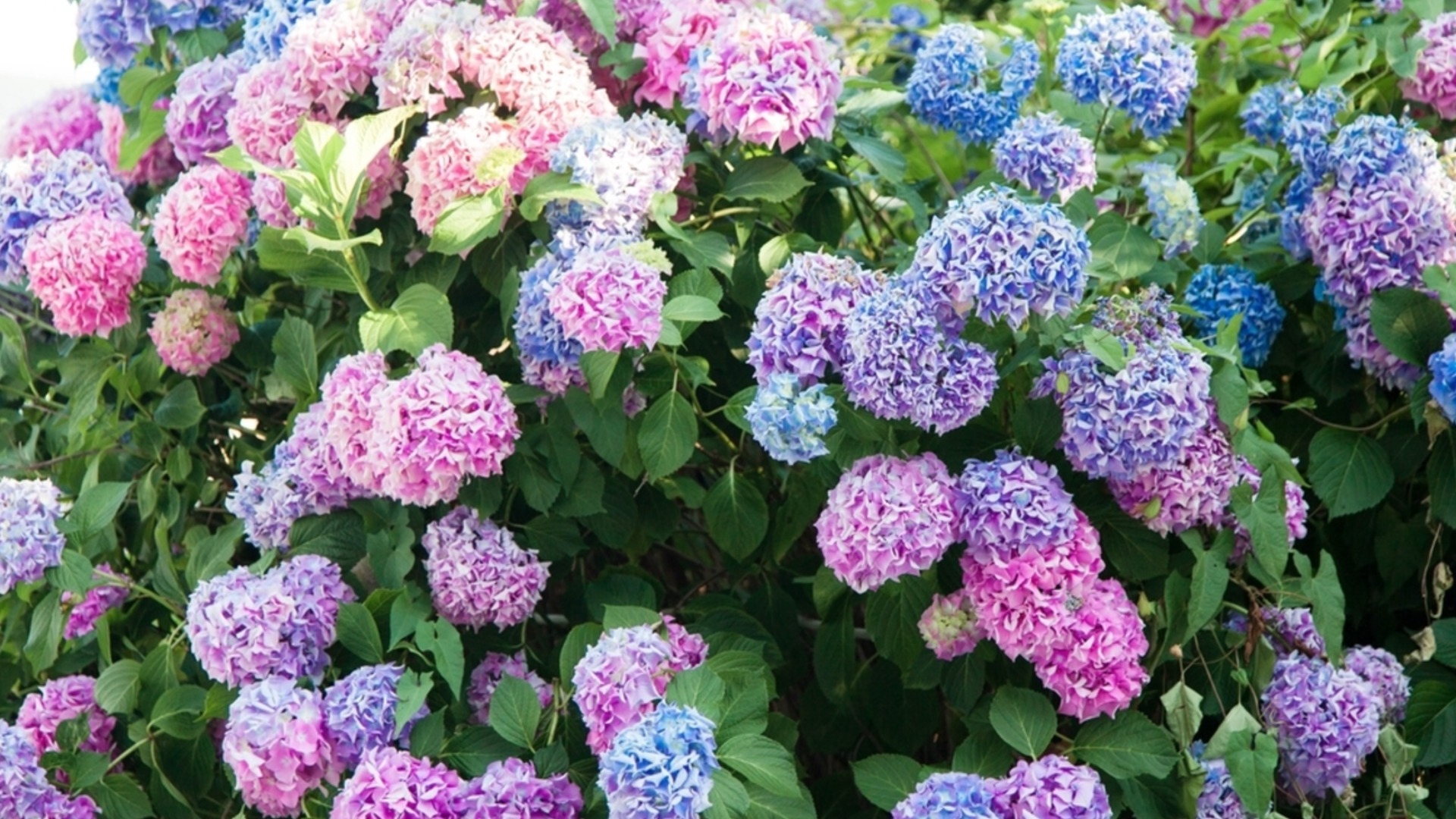 Утайка от кафе или банани: Коя е по-добрата тор за вашите хортензии | Actualno.com