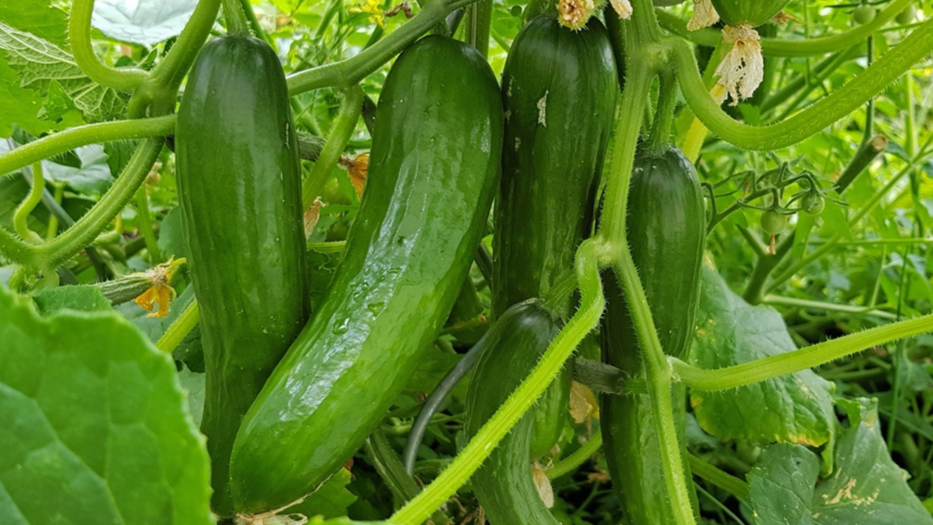 Колко често трябва да поливате краставиците за богата и вкусна реколта ...